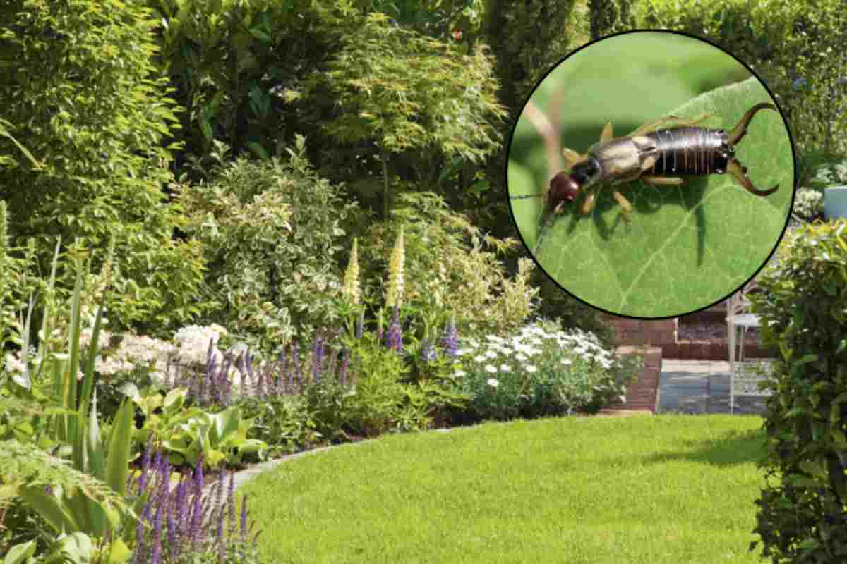 Cosa è l'insetto forbice che si sta diffondendo in Italia e perché c'è ...